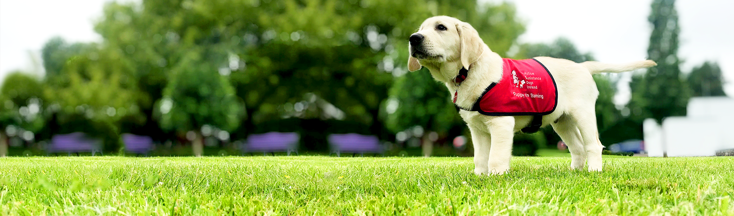 Autism Assistance Dogs Ireland