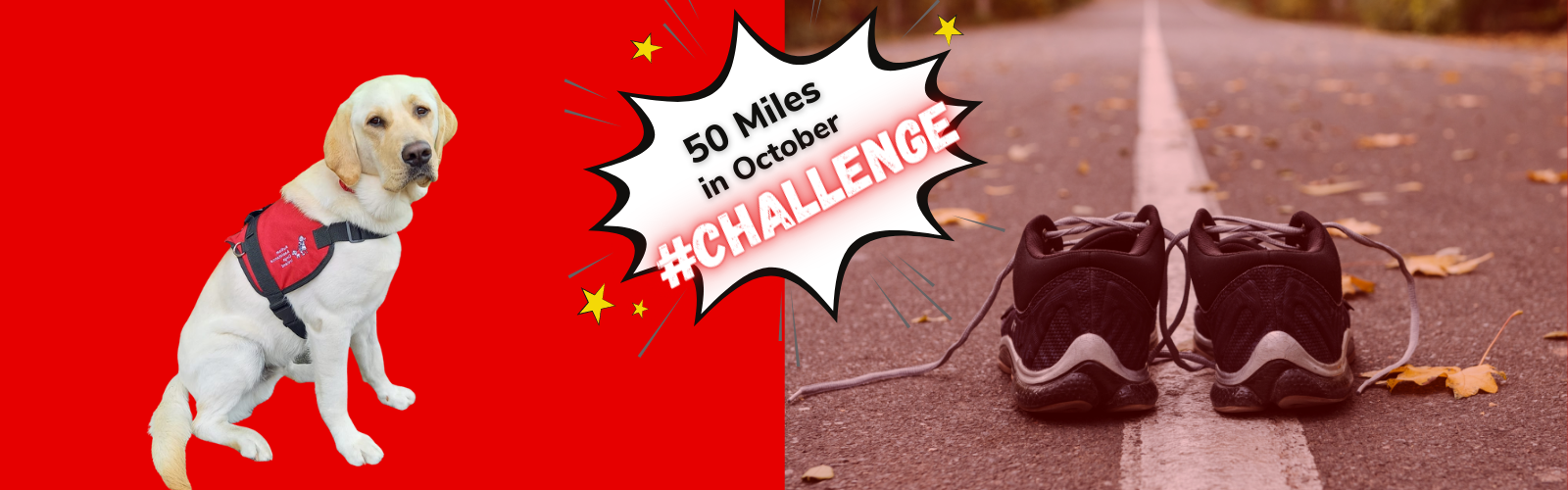 Autism Assistance Dogs Ireland