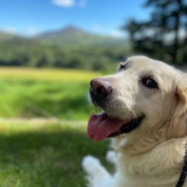 Autism Assistance Dogs Ireland